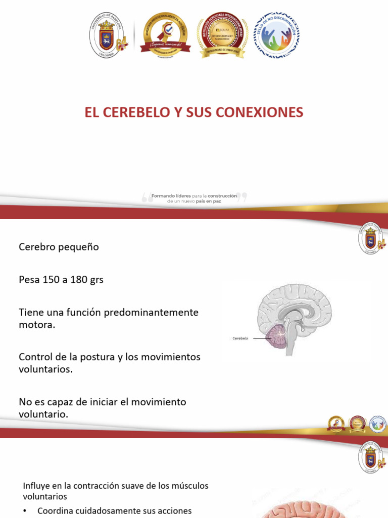 Cerebelo y Medula Espinal | PDF | Cerebelo | Articulación