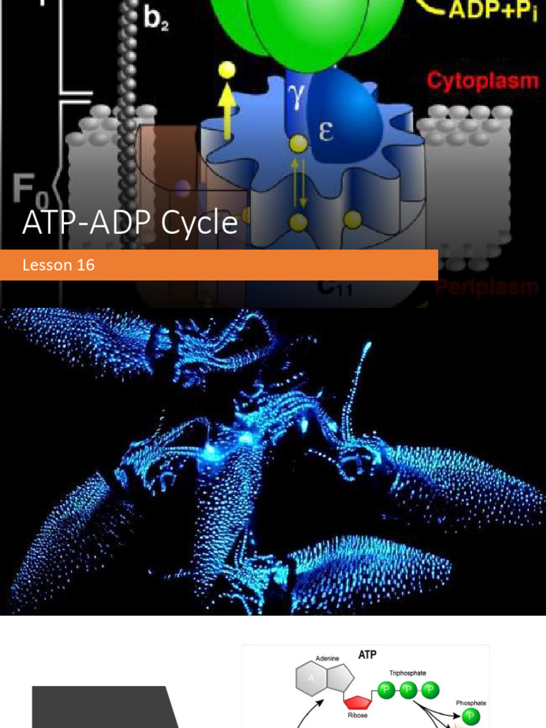 Lesson 16 ATP ADP Cycle | PDF | Metabolic Pathway | Metabolism