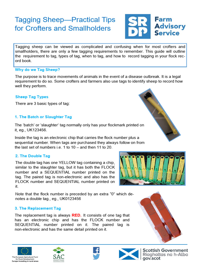 Tagging Practical Guide | PDF | Sheep
