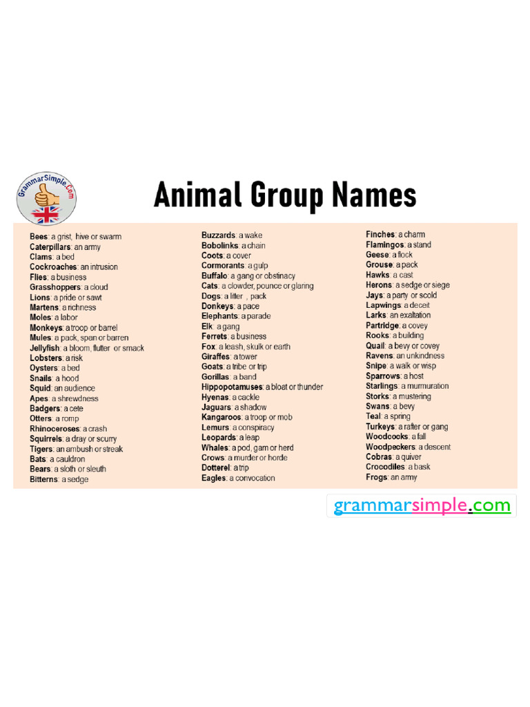 Animals Group Name | PDF