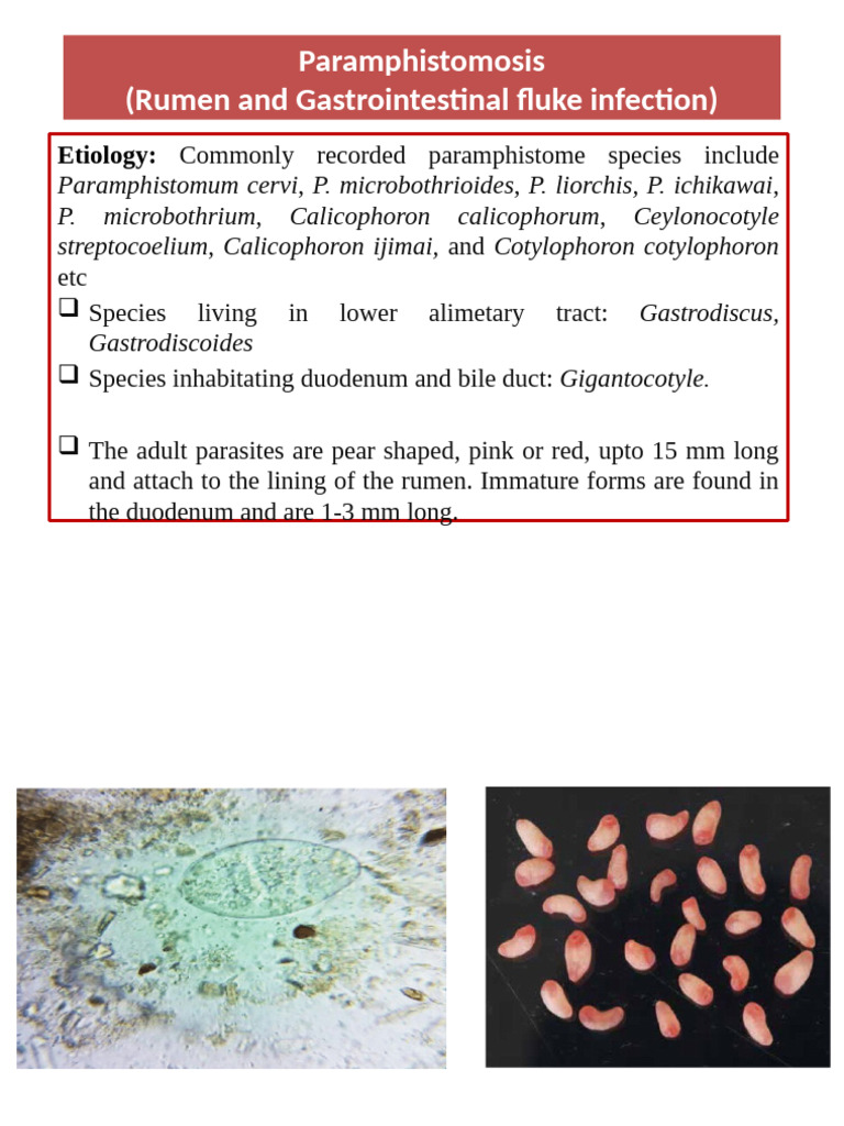 Paramphistomosis | PDF | Clinical Medicine | Diseases And Disorders