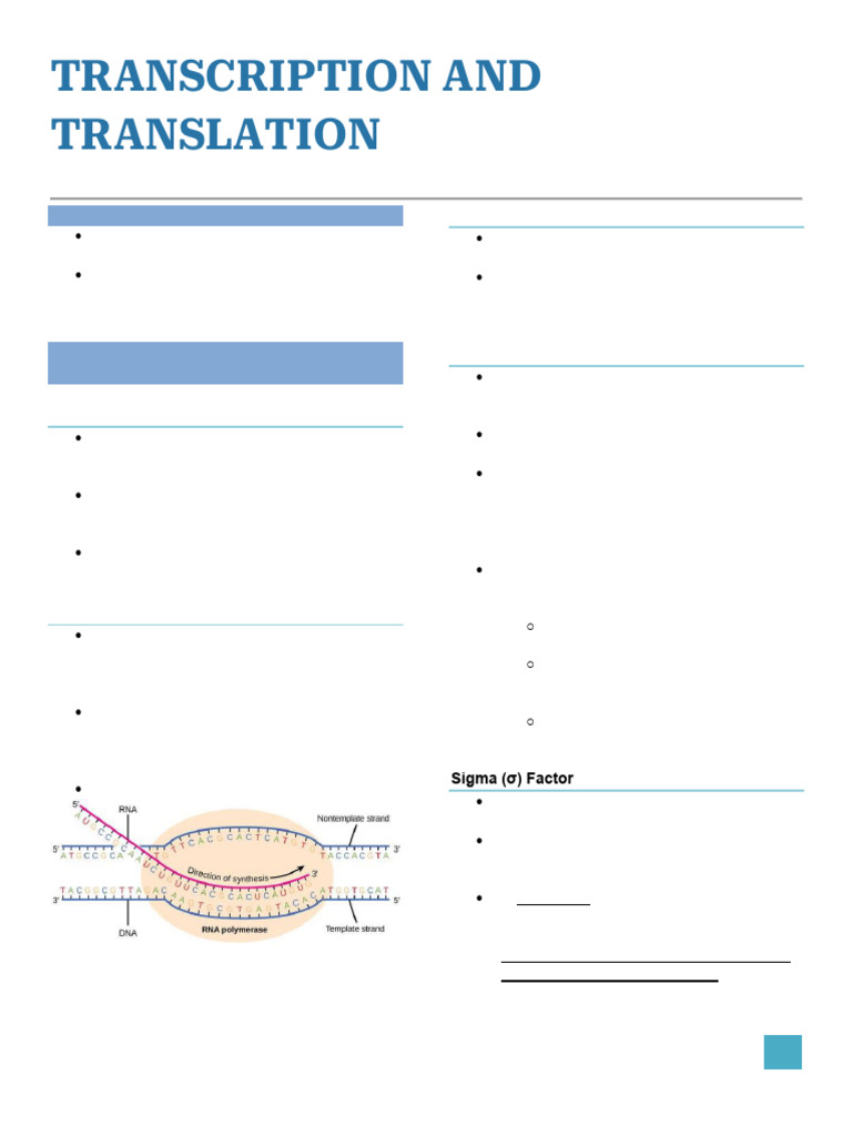 Transcription and Translation | PDF | Rna | Translation (Biology)