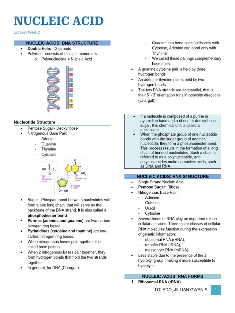 Nucleic Acid | PDF | Rna | Nucleic Acids