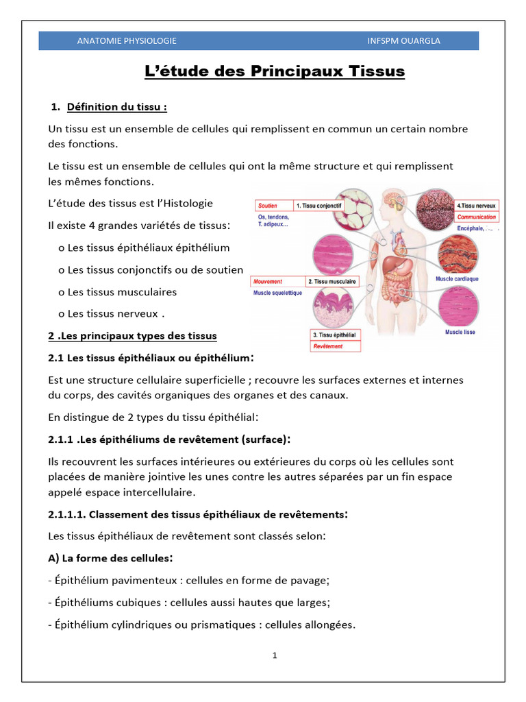 Étude des 4 types de tissus humains | PDF | Épithélium | Tissu conjonctif