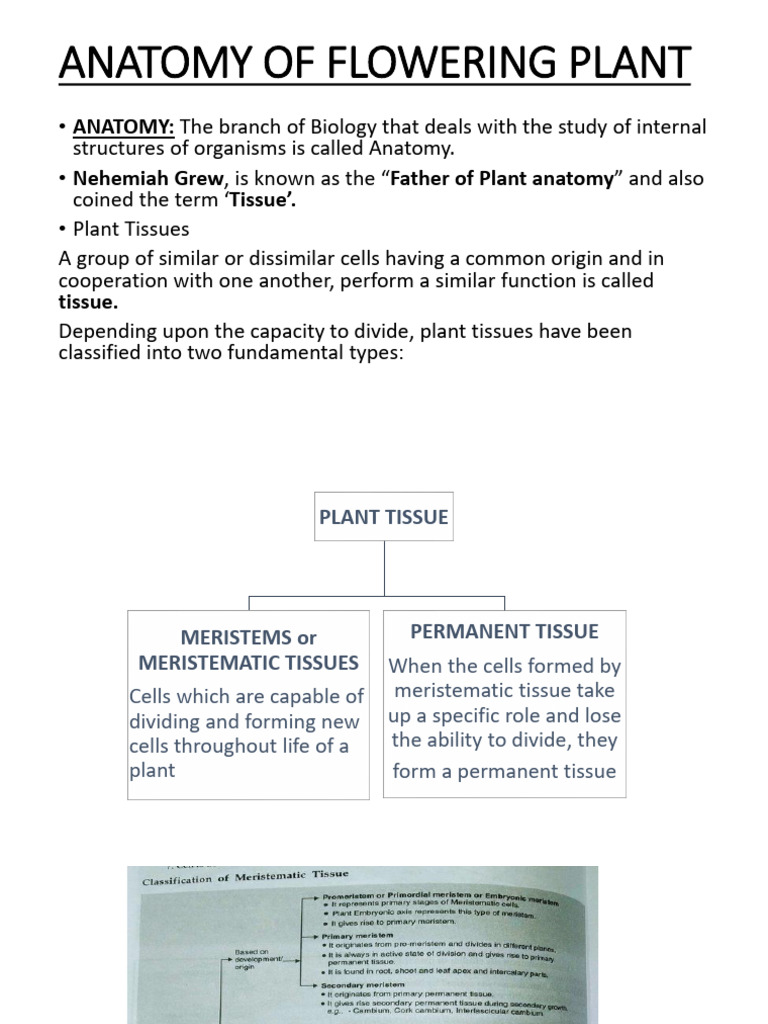 Anatomy of Flowering Plant | PDF | Leaf | Tissue (Biology)