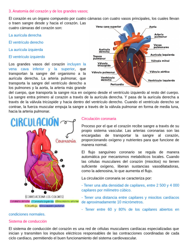 Anatomía del corazón y abdomen humano | PDF | Corazón | Abdomen