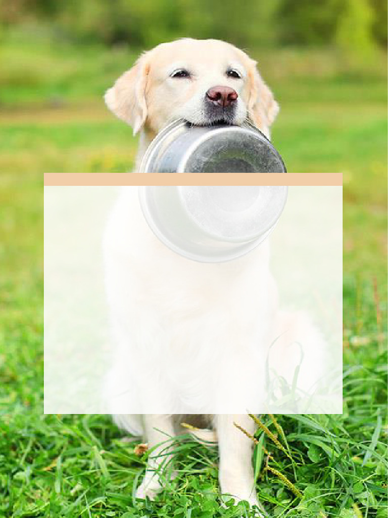 Nutrition animale et régimes naturels | PDF | Lipide | Nutriments