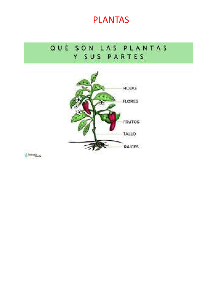 Partes de Una Planta | PDF