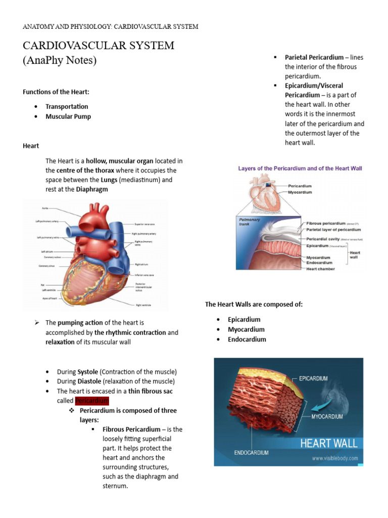 CARDIOVASCULAR SYSTEM Notes PDF | PDF | Heart Valve | Heart