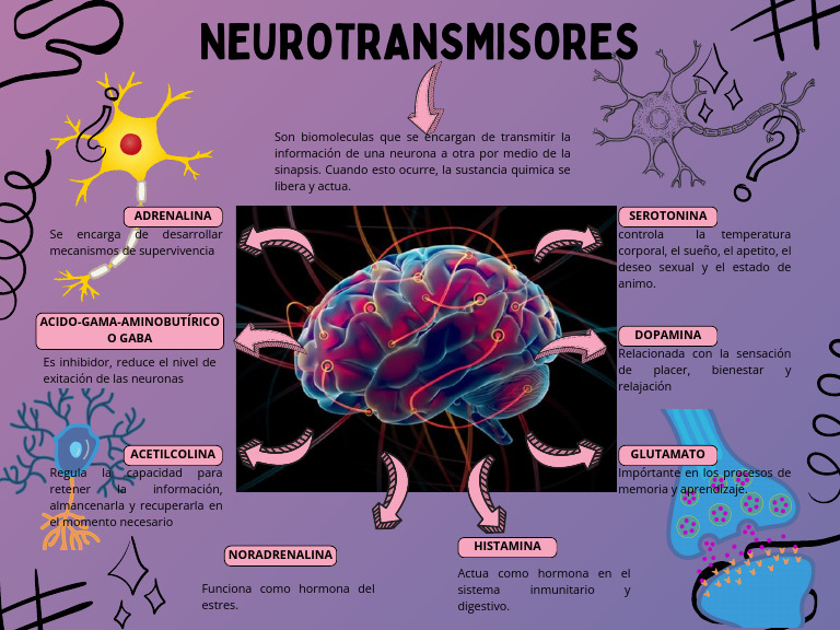 Gráfico Mapa Conceptual Neurotransmisores | PDF