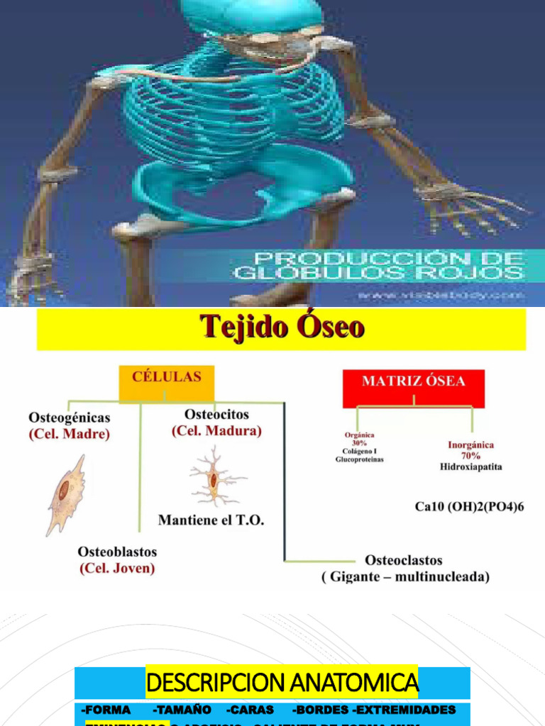 Descripcion Osea | PDF | Hueso | Sistema musculoesquelético