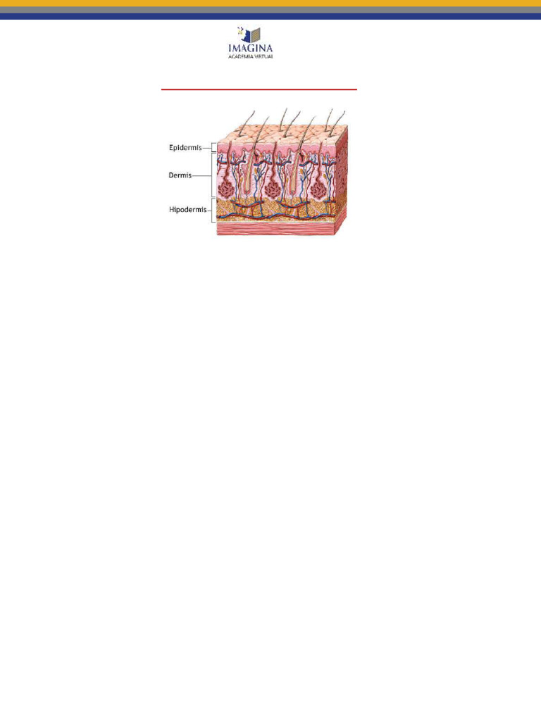 Guias-CosmetologÃ A AnatomÃ aDePielM4 Dermis | PDF | Piel | Colágeno