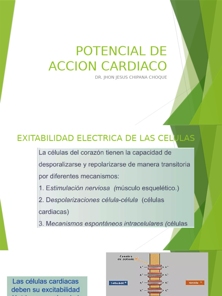 Potencial de Acción Cardíaco y Excitabilidad | PDF