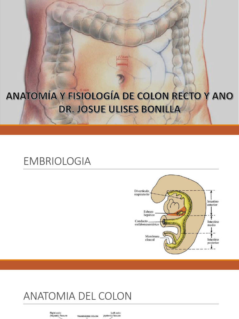 Anato-Fisio Colon Recto y Ano | PDF | Intestino grueso | Tracto ...
