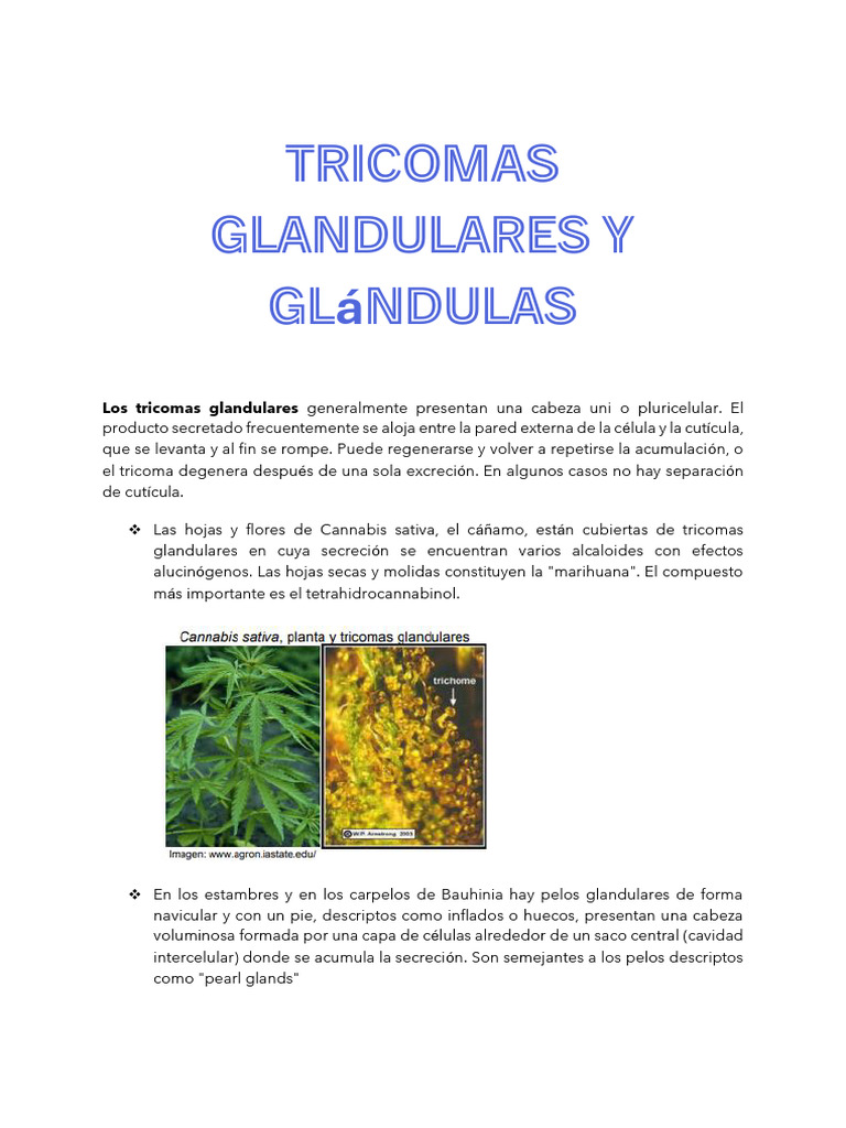 Tricomas Glandulares y No Glandulares | PDF | Hoja | Plantas