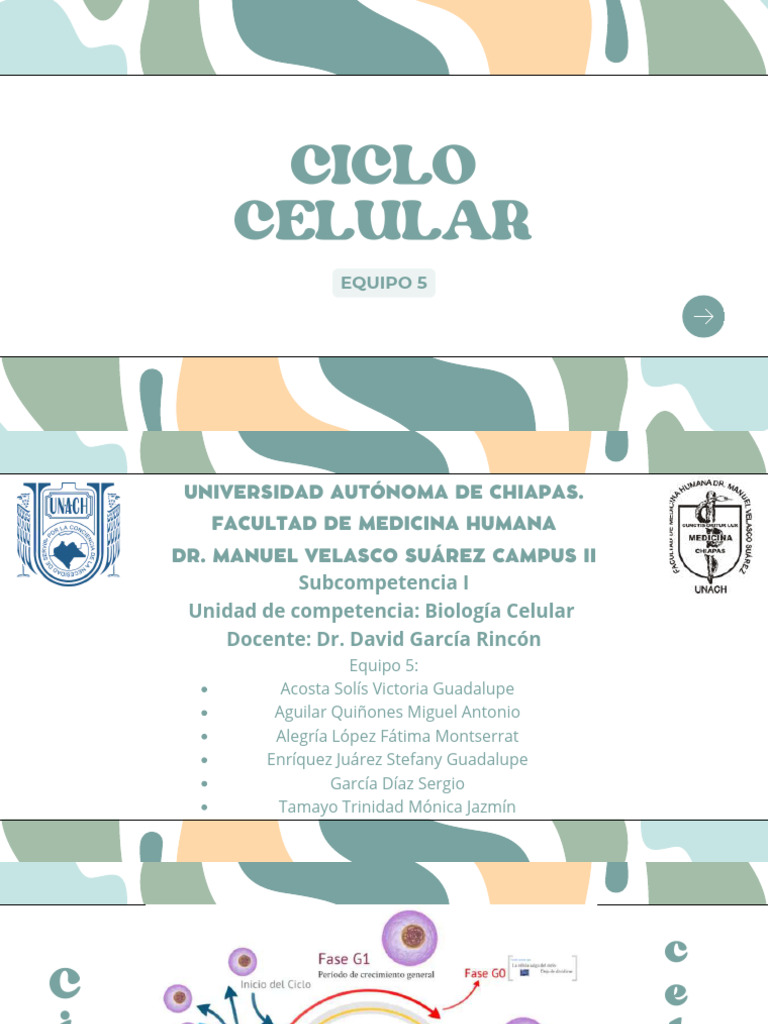 Replicación y División Celular | PDF | Mitosis | Mitosis