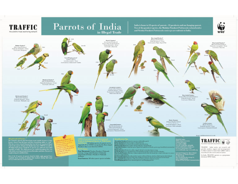 Parrot Poster | PDF