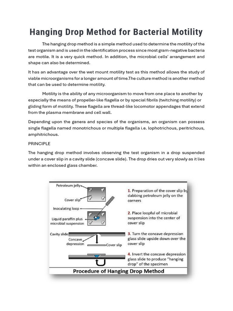 Hanging Drop Method For Bacterial Motility | PDF | Bacteria | Microorganism