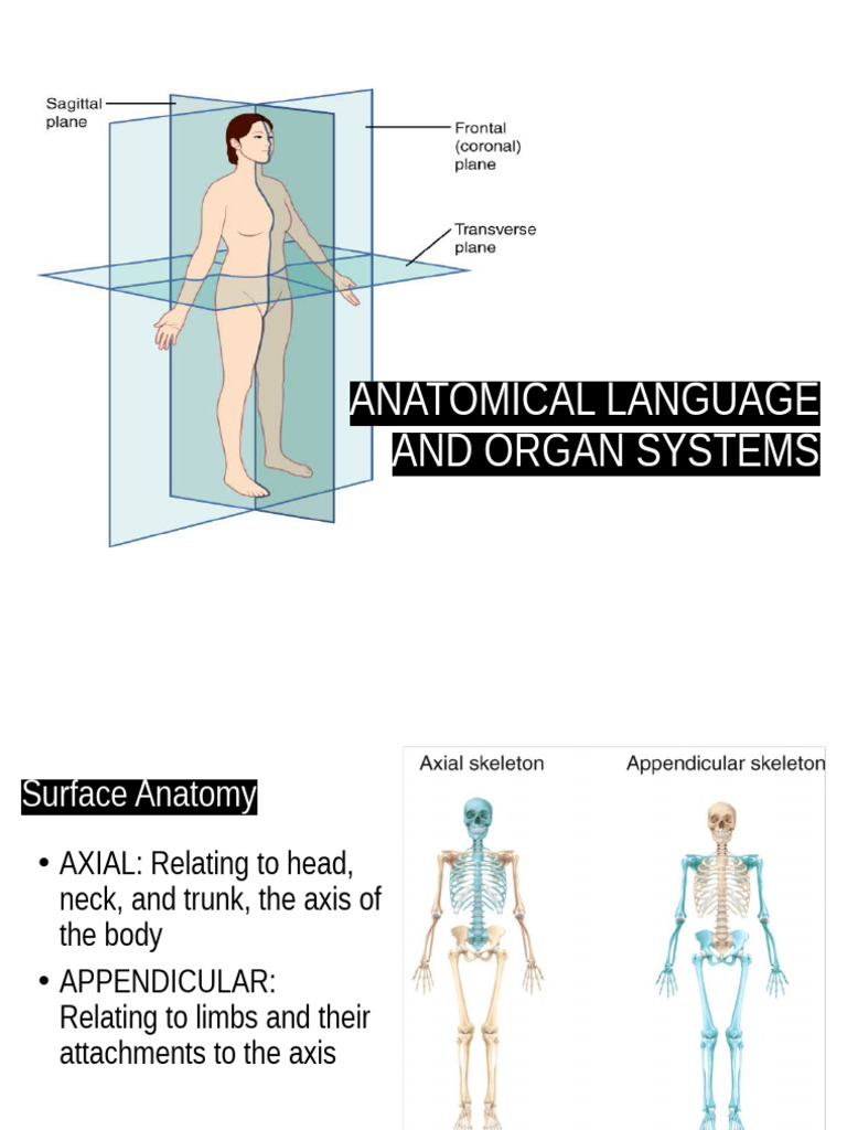 Anatomical Language and Organ Systems2 | PDF | Anatomical Terms Of ...