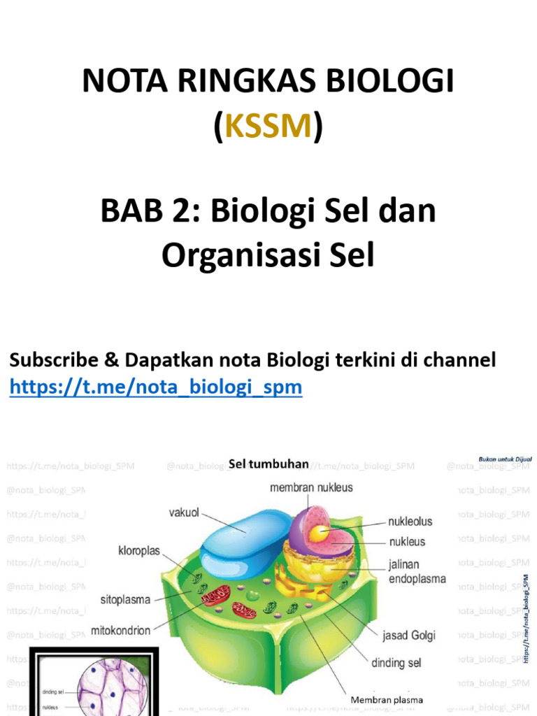 Bio Bab2 | PDF