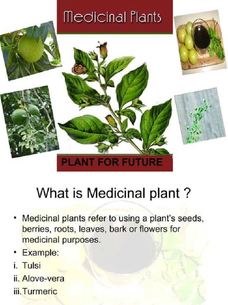 Medicinal Plant | PDF