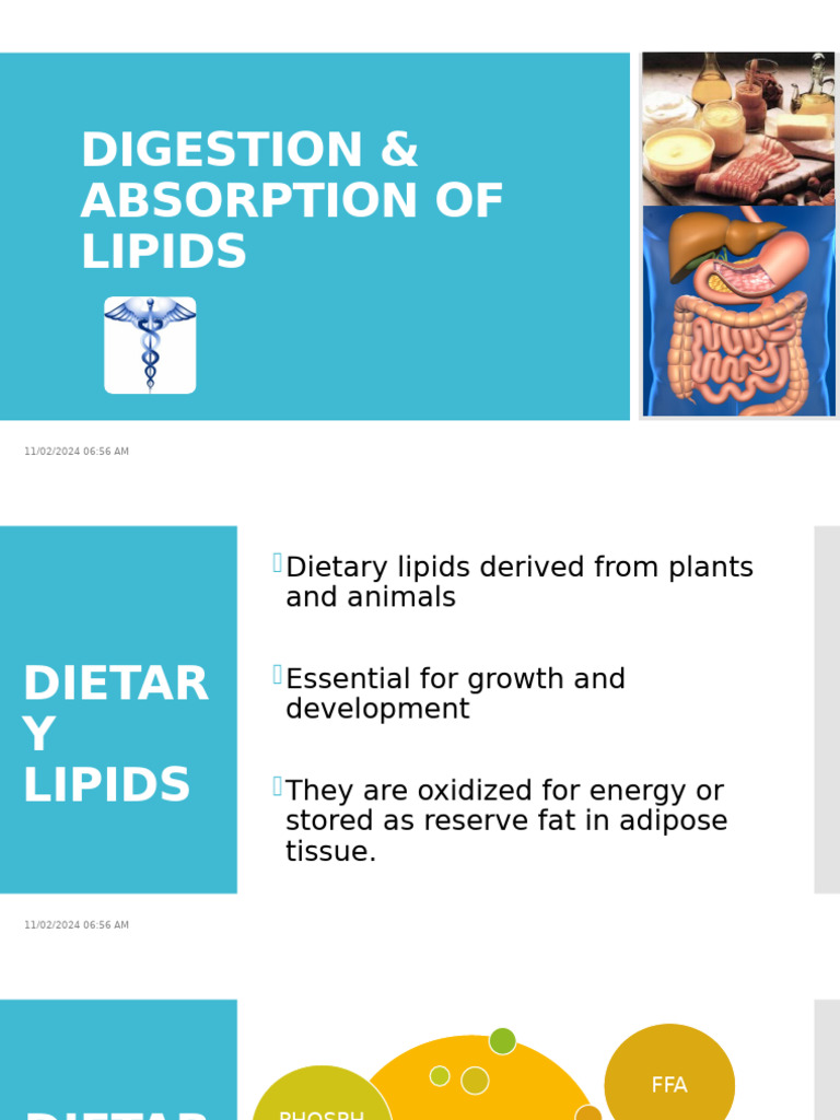 1 Digestion Absorption of Lipid | PDF | Digestion | Small Intestine