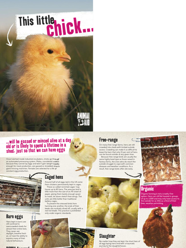 This Little Chick | PDF | Chicken | Dairy Cattle