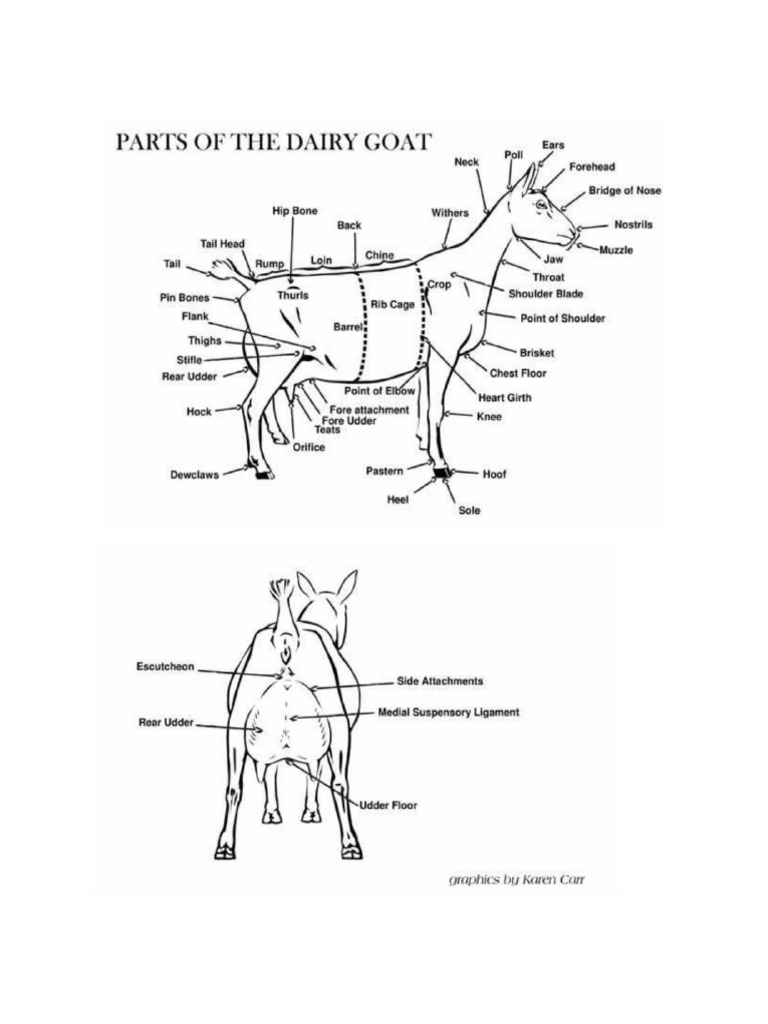 External anatomy of Goat-AS1 | PDF