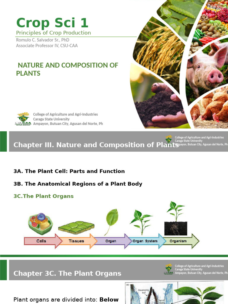 Crop Sci 1 Notes PPT 2 | PDF | Fruit | Seed