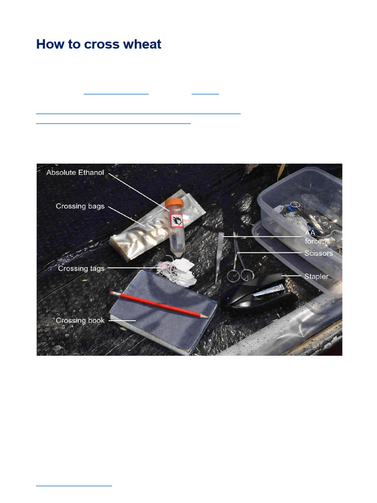 How-to-cross-wheat-pdf | PDF | Flowers | Pollination