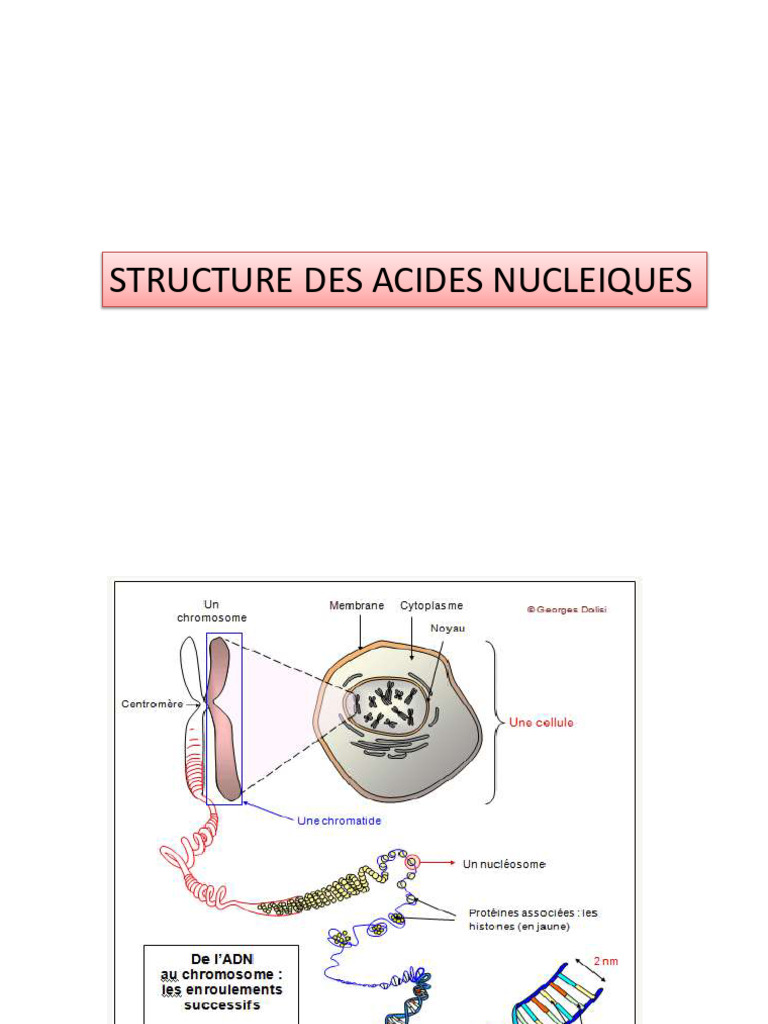 Structure des Acides Nucléiques | PDF | Nucléotides | Répertoire ...