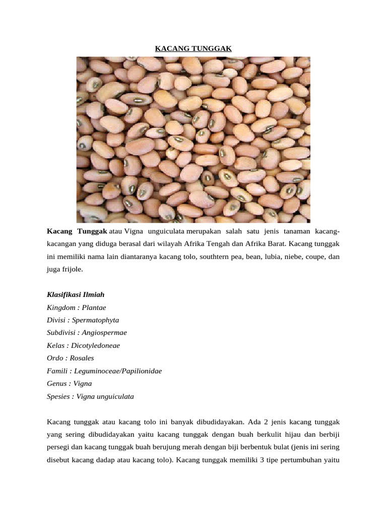 Budidaya Kacang Tunggak: Panduan Lengkap | PDF