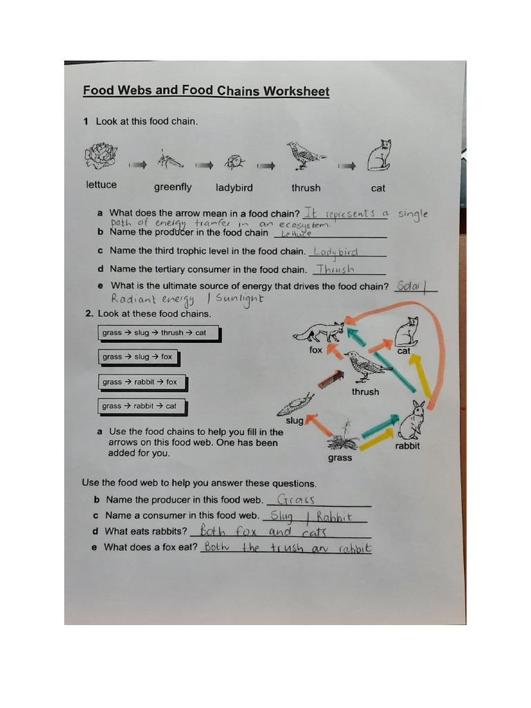 Food Webs and Food Chains Worksheet MEMO | PDF