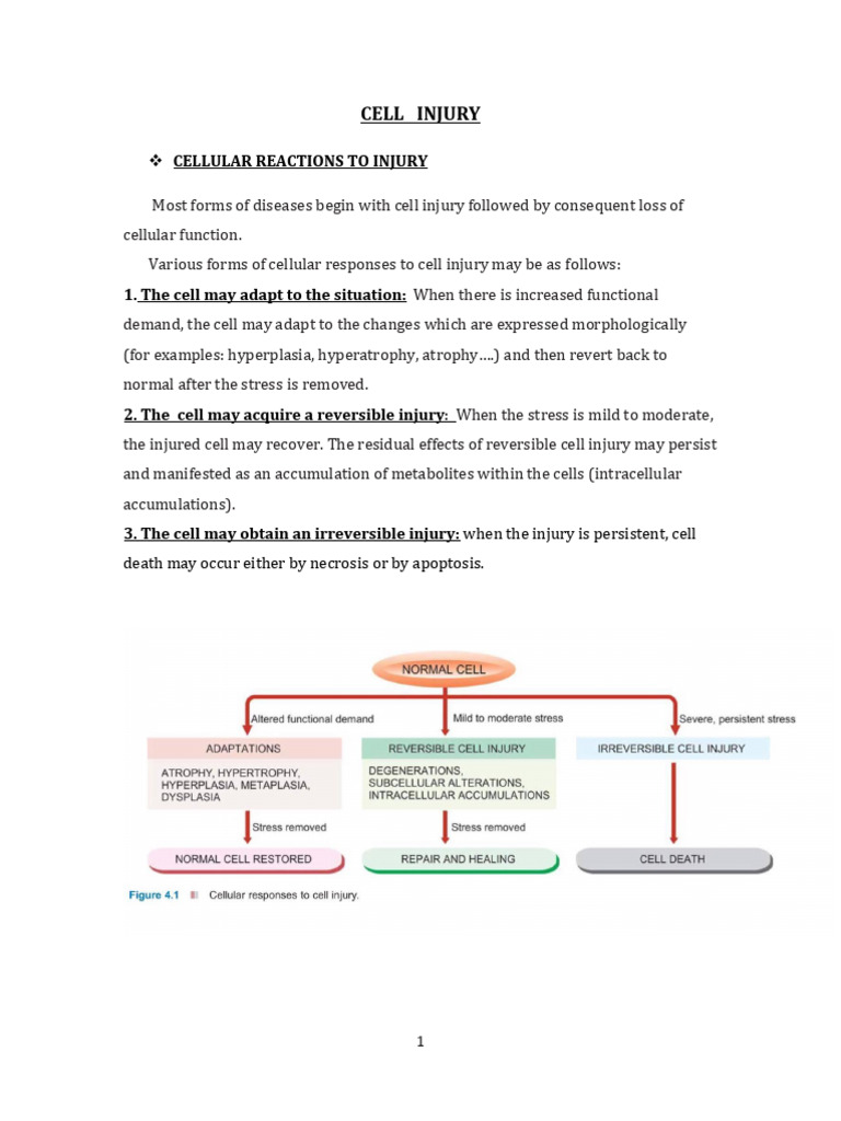 Cell Injury 2018 | PDF | Ischemia | Medical Specialties