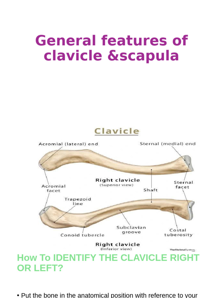 Identifying Right and Left Clavicle & Scapula | PDF | Social Science