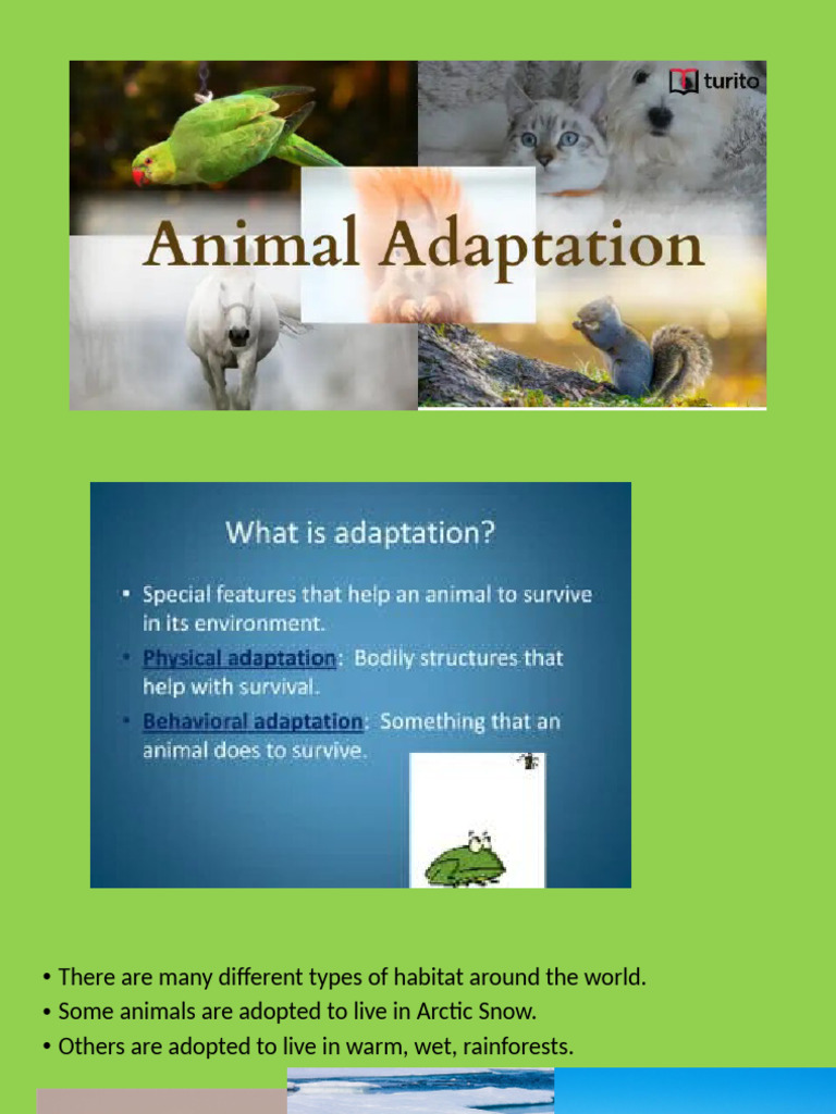 Types of Animal Habitats and Groups | PDF | Home & Garden