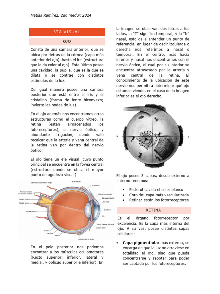 Vía Visual 2 | PDF | Percepción visual | Lóbulo occipital