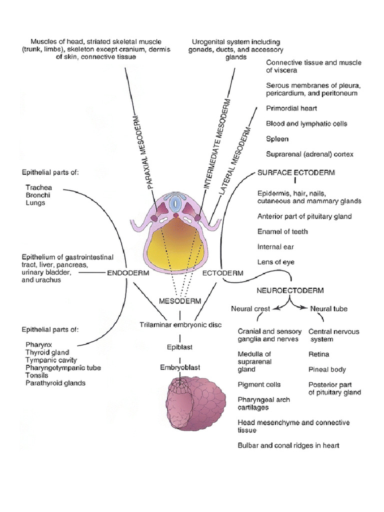 Germ Layer Derivatives | PDF