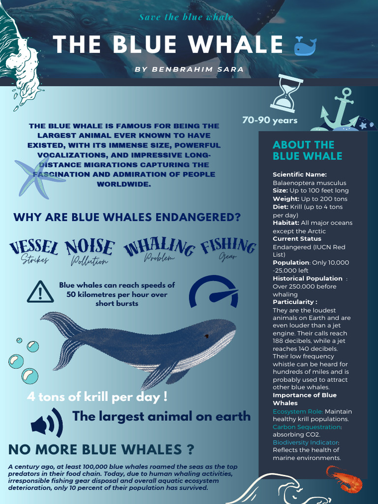 Blue Modern Scientific Poster | PDF | Whales | Physical Geography