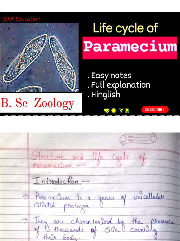 Life Cycle (Paramecium) | PDF
