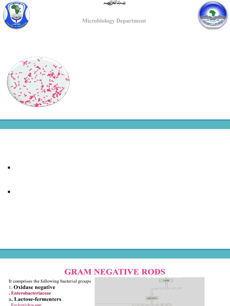 15 Gram Negative Rods1 Pdf Lipopolysaccharide Gram Negative 7774