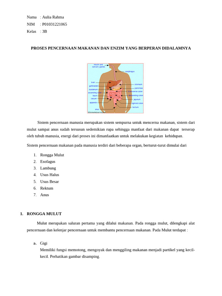 Proses Pencernaan dan Enzim Manusia | PDF