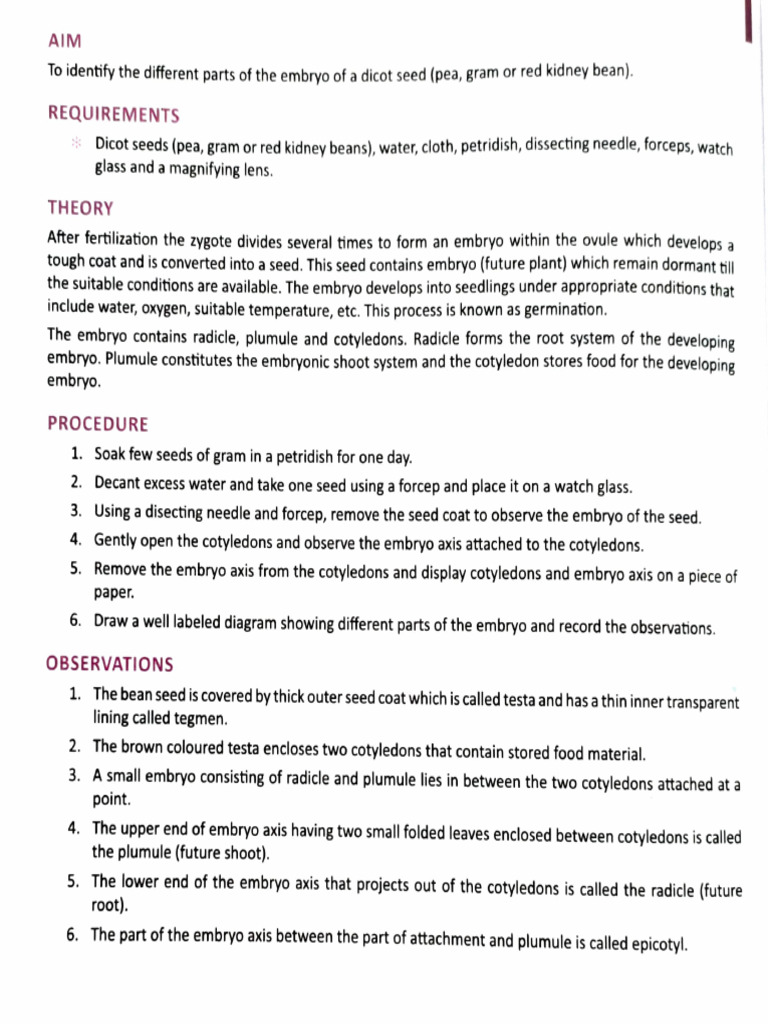 X Bio Expt No. 4 | PDF | Seed | Seedling