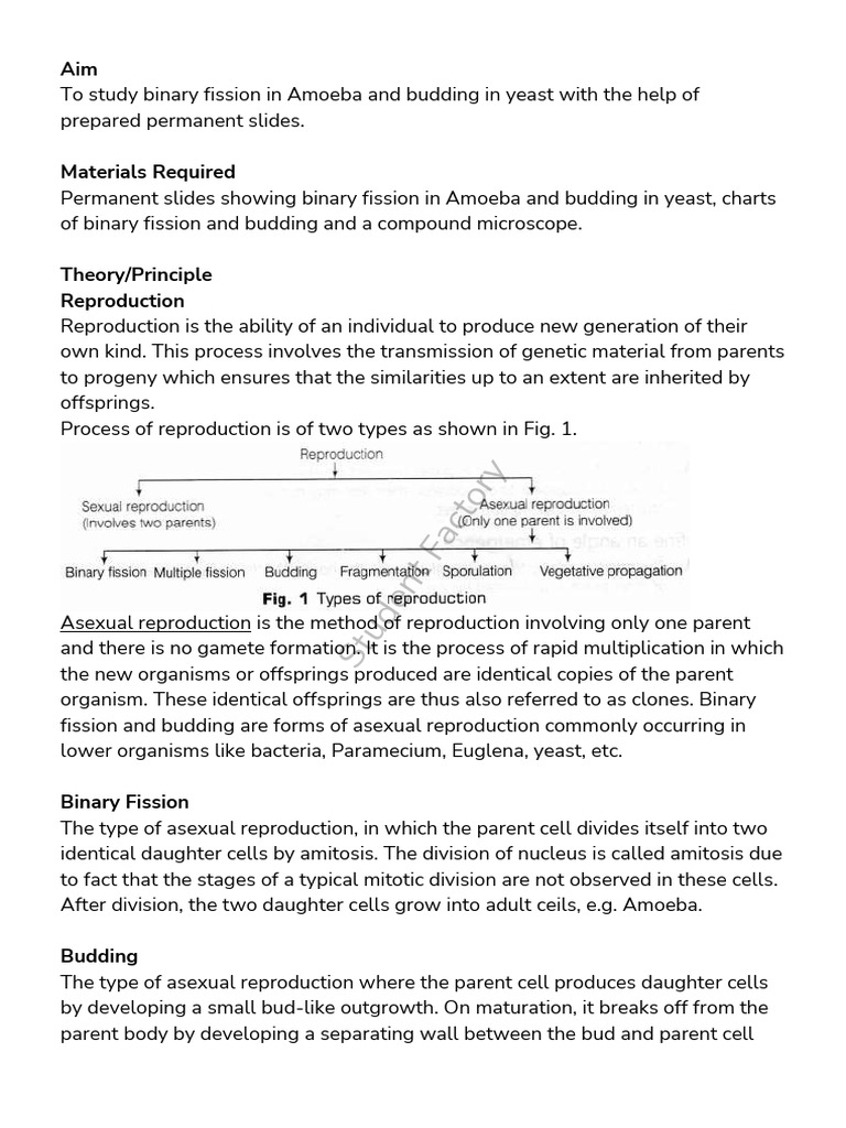 Binary Fission in Amoeba and Budding in Yeast | PDF | Reproduction | Mitosis