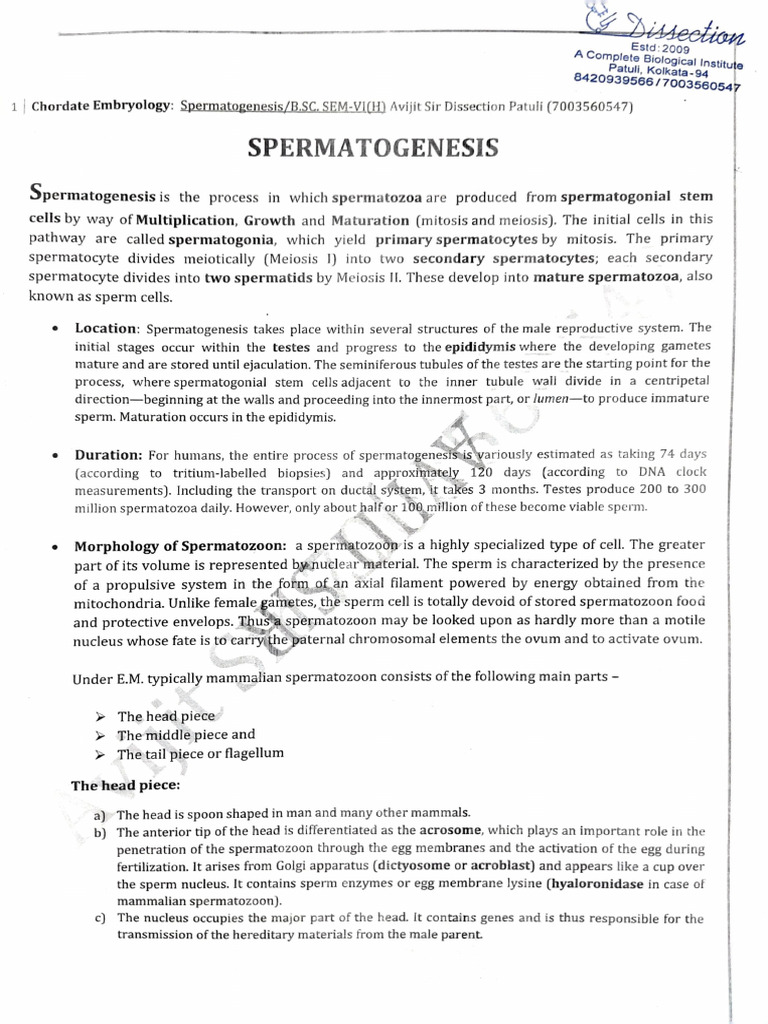 spermatogenesis | PDF | Sperm | Reproduction