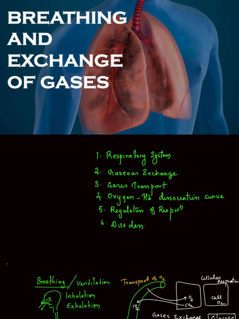 Agni Batch Biology Breathing and Exchange of Gases One Shot Youtube ...
