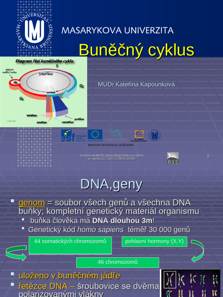 Bunecny Cyklus | PDF