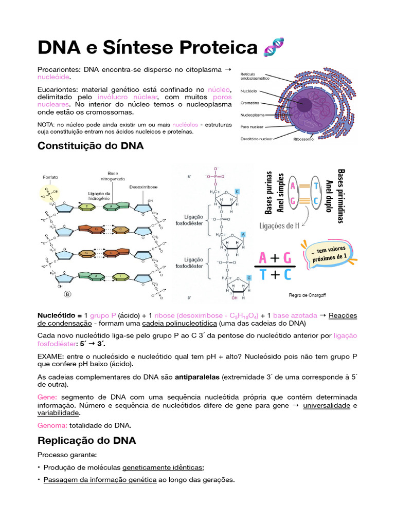 Estrutura e Função do DNA e RNA | PDF | Tradução (Biologia) | DNA