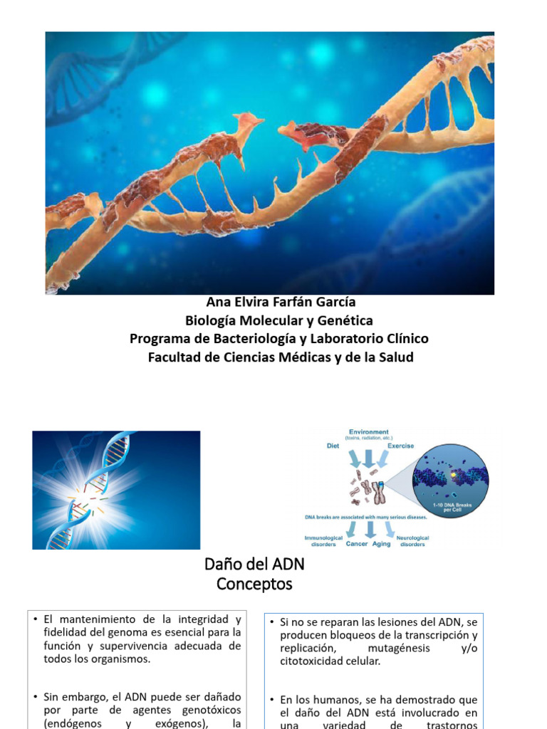 Mutación Reparación Del DNA Octubre22024 | PDF | Reparación de adn | Adn