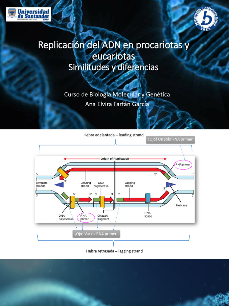 Replicación en Procariotas y Eucariotas Parte II | PDF | Replicación De Adn | Adn